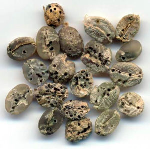 ¿Qué es la broca del café? Manejo y control de la broca | Mundo Cafeto