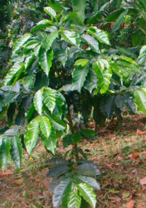 El cafeto: partes y características de la planta de café | Mundo Cafeto