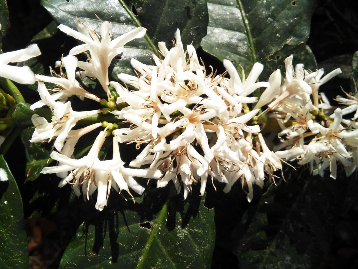 El cafeto: partes y características de la planta de café | Mundo Cafeto